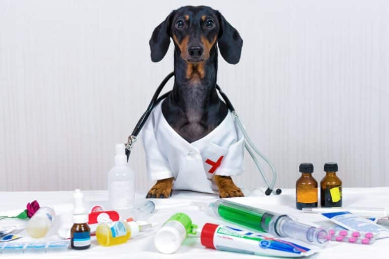 Earn Your Veterinary Pharmacy Certificate Online - freeCE